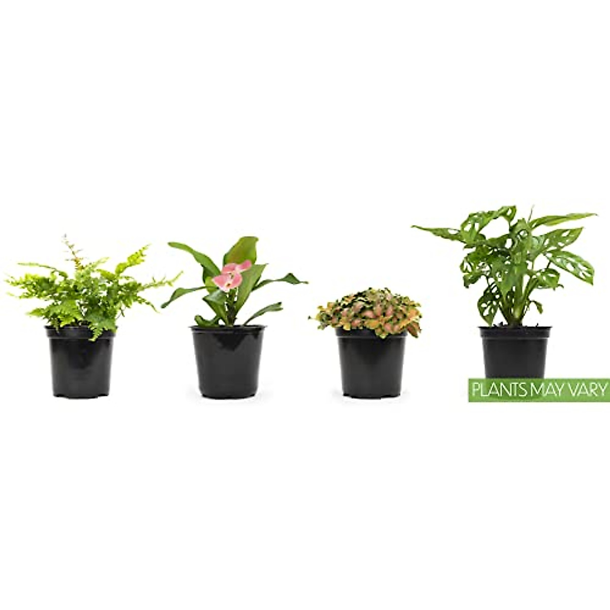 Altman Plants, Classic Houseplant Collection (4PK) Live Plants Indoor Plants Live Houseplants in Plant Pots, Easy House Plants Indoors Live, Snake Plant, Pothos in Potting Soil, Clean Air Plants