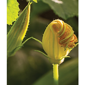 Burpee Butterstick Zucchini Summer Squash Seeds 25 seeds