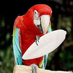 TEHAUX Bird Cuttlebone for Parakeets, Natural Cuddle Bone, Chewing Cuttlefish Bone for Sharp Beaks, Natural Birds Calcium Suitable for Parrot Cockatiels Budgie Conures