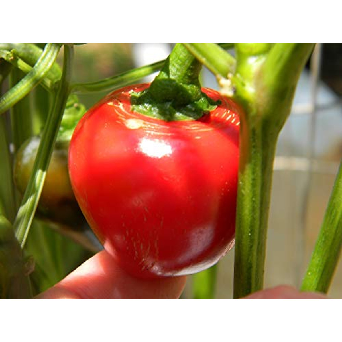 Sweet Red Cherry Pepper Seeds for Planting, 25+ Heirloom Seeds Per ...