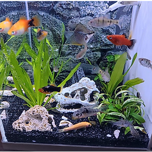 AWXZOM Desert Reptile Decor Skull Fish Tank Decorations Bearded Dragon Accessories Desert Reptile Decor Bearded Dragon Decor, Snake Tank Decor (Cattle+ Dinosaur)