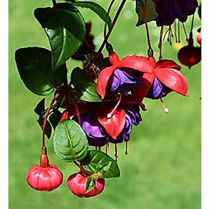 Mixed 100 Seeds Fuchsia Flower Seeds Perennial Home Bonsai