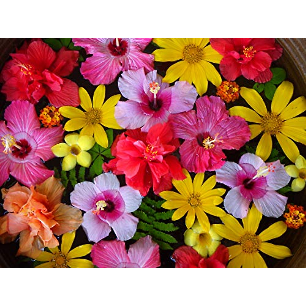 Ricoh WG-70 Black Waterproof Digital Camera 16MP (Orange) (Intenational Model)