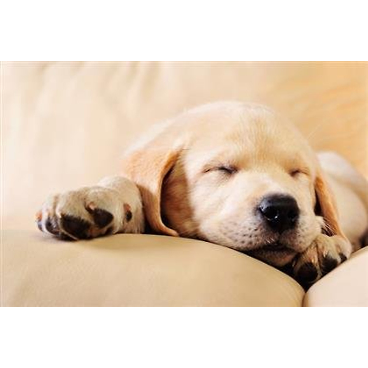 Dog Calming aid - PET Relaxant - Advanced Formula - for Dogs - CHEWABLE Tablets - Valerian for Pets - 1 Bottle (90 Chews)