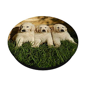 Golden Retriever Dog Gold Three Puppies PopSockets PopGrip: Swappable Grip for Phones & Tablets