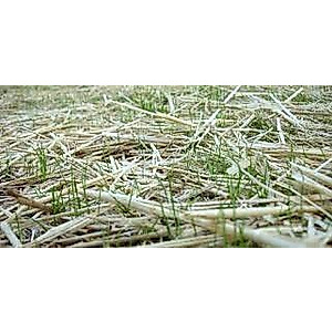 Premium Garden Straw (4 LBS) - Straw Mulch That is Designed for Use in Compost Beds, Gardens, Pet Bedding, Lawns and Much More. by Home and Country USA