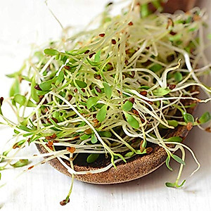 Certified Organic Alfalfa Sprouting Seed- 8 Oz - Handy Pantry Brand - High Sprout Germination- Edible Seeds, Gardening, Hydroponics, Growing Salad Sprouts, Planting, Food Storage & More