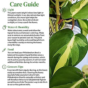 American Plant Exchange Live Philodendron Brasil Plant, Sweetheart Plant, Heart-Leaf Plant, Plant Pot for Home and Garden Decor, 6" Pot