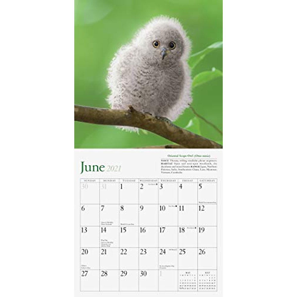 Audubon Little Owls Mini Wall Calendar 2021