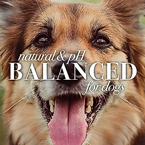 Burt's Bees for Pets for Dogs All-Natural Paw & Nose Lotion with Rosemary & Olive Oil | For All Dogs and Puppies, 4oz | Best Treatment for All Dogs and Puppies With Dry Nose and Paws