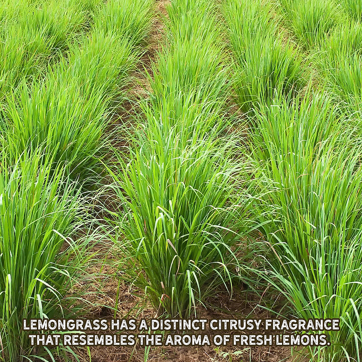 Live Lemongrass Plants (2-Pack); Each 4-8 Inches, in Nursery Pots, Culinary and Aromatherapy Herb Indoor/Outdoor Container Plants