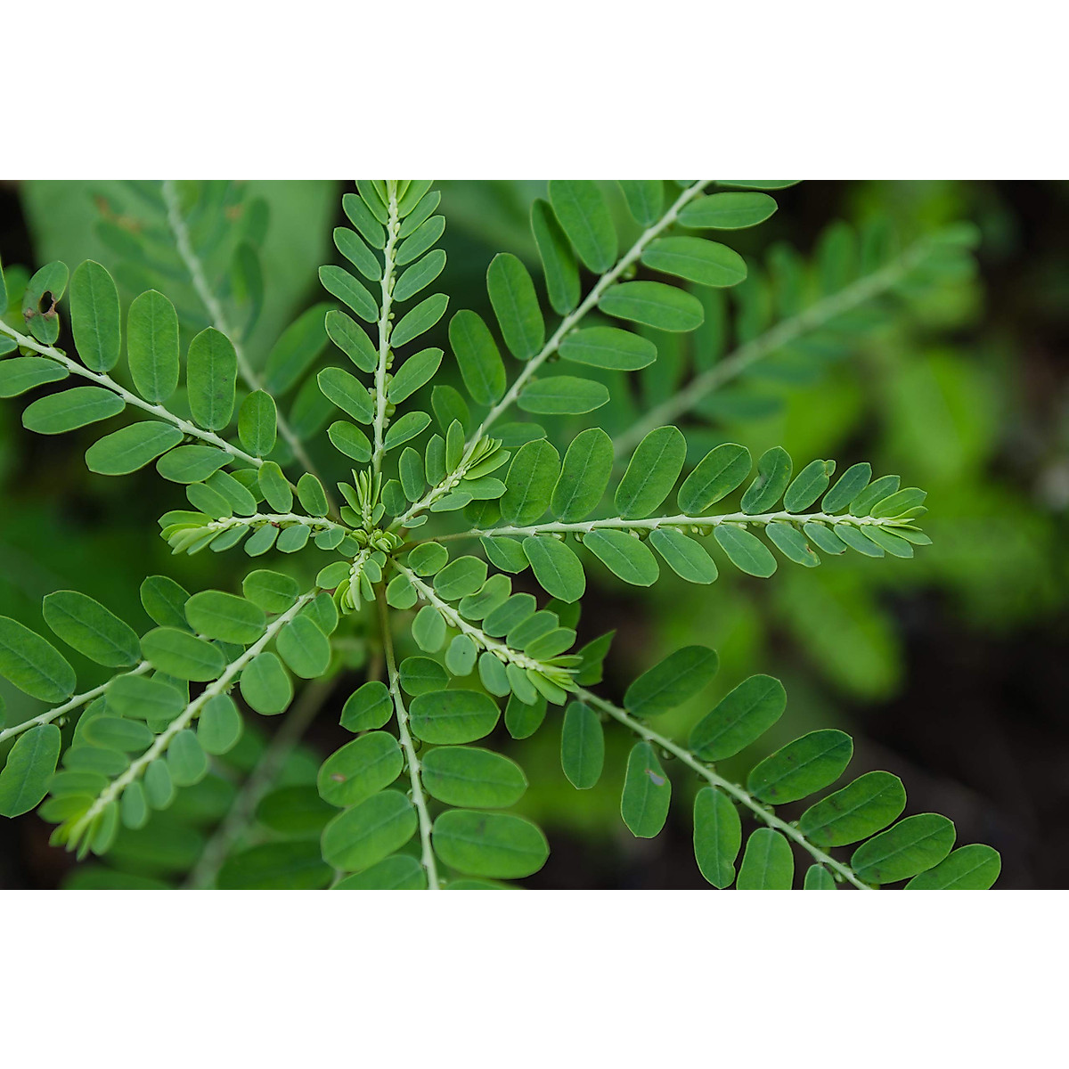 Cedar Bear Kidney Kool for Kids - Liquid Herbal Supplement That Soothes, and Supports Urinary System 1 fl oz / 30 ml