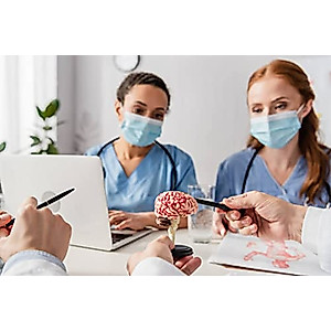 Disassembled Human Brain Model Structural Anatomy Medical Teaching Learning Tool