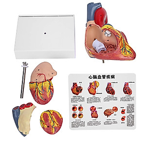 Brrnoo Human Heart Model 48 Anatomical Internal Structures, 2-Part Life Size Anatomically Accurate Numbered Heart Medical Model, 3 x Removable Parts for Teaching use