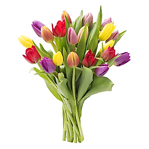 KaBloom Flowers - Easter Collection - 20 Assorted Tulips Without Vase - Gift for Birthday, Sympathy, Anniversary, Get Well, Thank You, Valentine, Mother’s Day Fresh Flowers