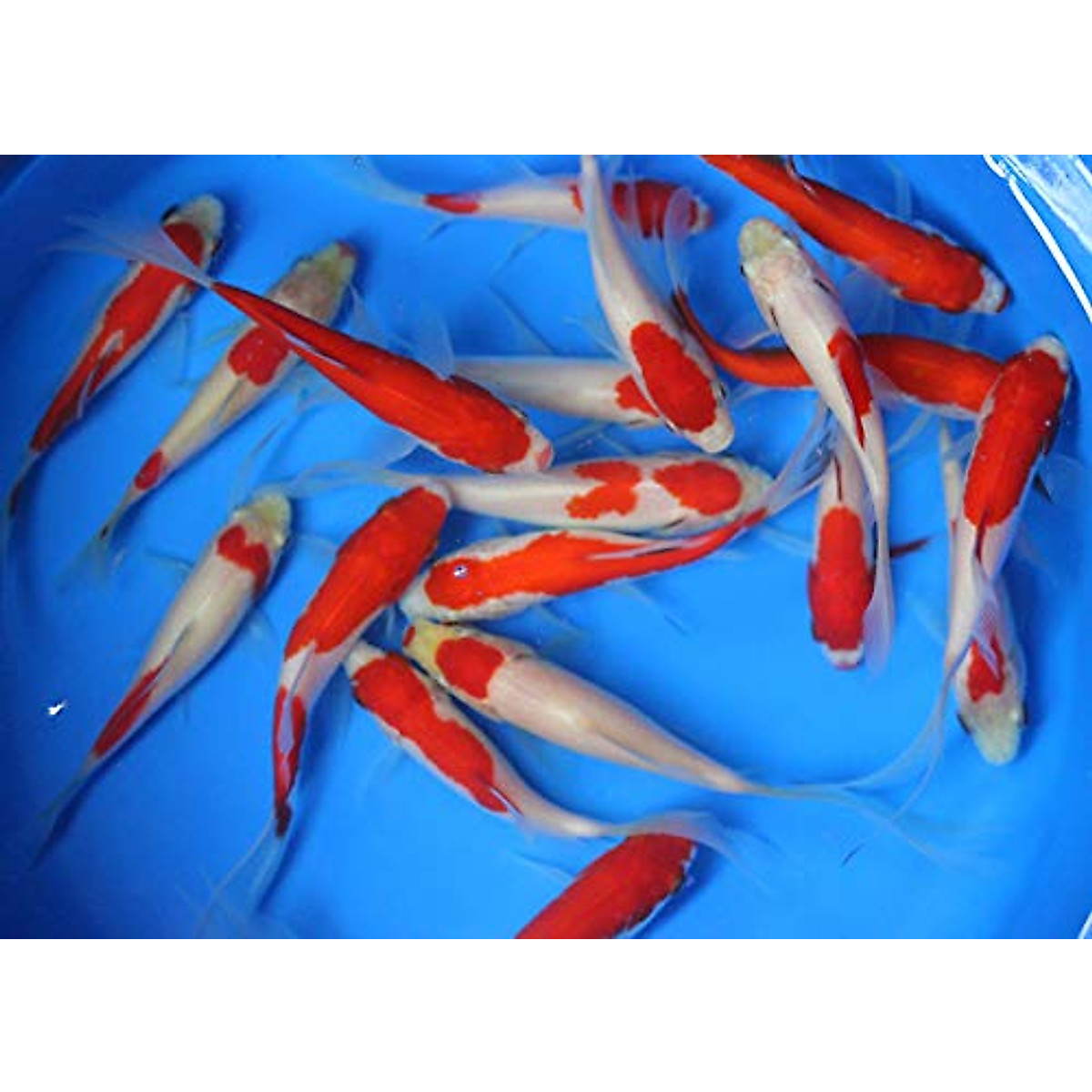 6 Pack of 4-5 inch Mixed Live sarasa, shubunkin, Apricot Comet Goldfish ...