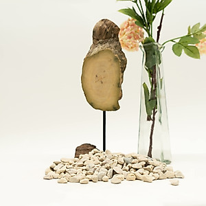 Simply Elegant River Rock Pebbles – Decorative Gravel Stones for Landscaping, Plants, Vases, Home Décor, Aquariums and Animal Habitats – 2.5 LB Bag - ¼L to ½L - White