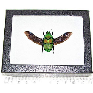 BicBugs Ischiopsopha bifasciata Green Scarab Beetle Mounted Wings Spread Indonesia Framed