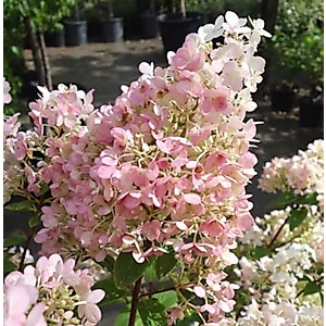 Pink Diamond Hydrangea - 1 Gallon, 2'ft Tall - Established Potted Plant - Hydrangea paniculata, Fast Growing Tree, Easy Care, Spring Flowers