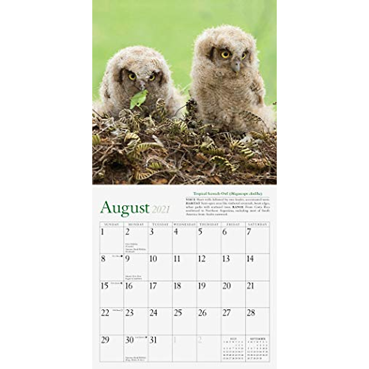 Audubon Little Owls Mini Wall Calendar 2021