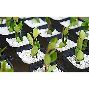Organic Perlite by Perfect Plants — Add to Soil for Indoor & Outdoor Container Plants for Drainage Management and Enhanced Growth (8qts.)