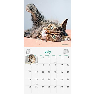 Cats on Catnip Wall Calendar 2021