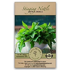 Gaea's Blessing Seeds - Stinging Nettle Seeds - Non-GMO Seeds with Easy to Follow Instructions - Open-Pollinated Heirloom 95% Germination