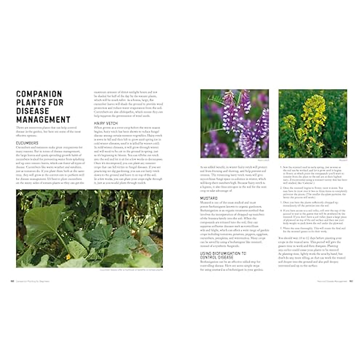 Companion Planting for Beginners: Pair Your Plants for a Bountiful, Chemical-Free Vegetable Garden