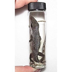 BicBugs Anole Lizard Wet Specimen