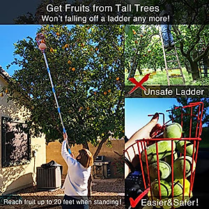 DonSail Fruit Picker Pole Tool with Basket Telescoping Long Handle, 35-65 Inch Adjustable Apple Orange Picker Pole Tool with Basket for Avocado Acorn Lemon Pear Mango Tree Picker