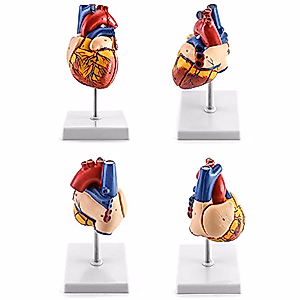 QWORK Human Heart Model, Anatomically Accurate Numbered 2-Part Life Size Heart Medical Model with 34 Anatomical Structures, Held Together with Magnets on Base