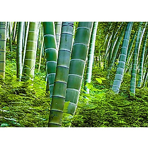 200+ Bamboo Seeds for Planting | Exotic and Fast Growing | Ships from Iowa, USA | Landscaping, Privacy, Indoor or Outdoor (Giant Bamboo)