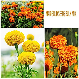 1000+ Mix Marigold Seeds for Planting Calendula Seeds Non-GMO Heirloom Seeds Premium, Open Pollinated Bonsai Garden Decoration Huge Red Orange and Yellow Blooms