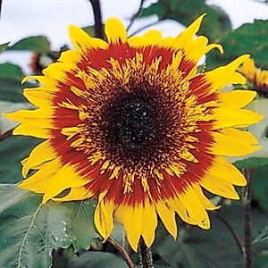 Outsidepride Helianthus Annuus Joker Sunflower Garden Cut Flower & Border Plant - 200 Seeds