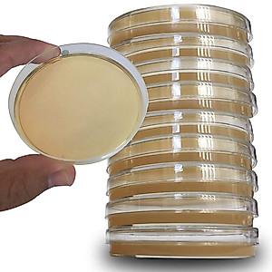 Petri Dishes with Agar, Agar Plates Prepoured Petri Dishes, 100x100mm Culture Medium Agar Plates Dextrose Agar Petri Dishes for Science Fair Projects (Pack of 10)