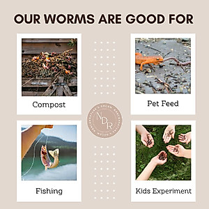 Nature's Dream Ranch 100 Count Live Red Wiggler Earthworms Vermicomposting Garden Red Wrigglers - Farm Composting, Educational, Pet Feed, Kid Experiment EW001-100