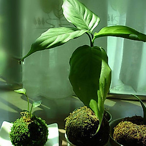 Forart 6 Inch Natural Planter Weave Moss Ball Kokedama Planter Bonsai Plant Flower Pot Garden Decor Flower Holder Pot Garden Plant Potted Hydrating Flowerpot