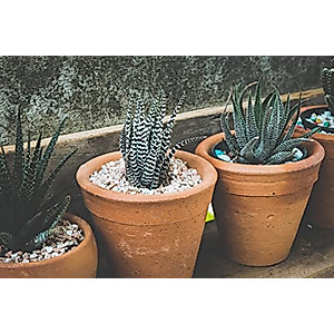 Professional Perlite | Large 2.2 Quarts | Medium Grade for Container and Garden Plants | pH Neutral Lightweight Soil Additive | Made in USA