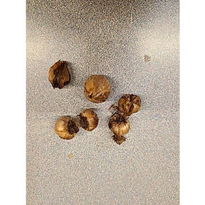 Iron Cross Shamrock Bulbs - 5 Bulbs to Plant - Good Luck Plant - Fast Growing Year Round Color Indoors or Outdoors - Oxalis Shamrock Bulbs