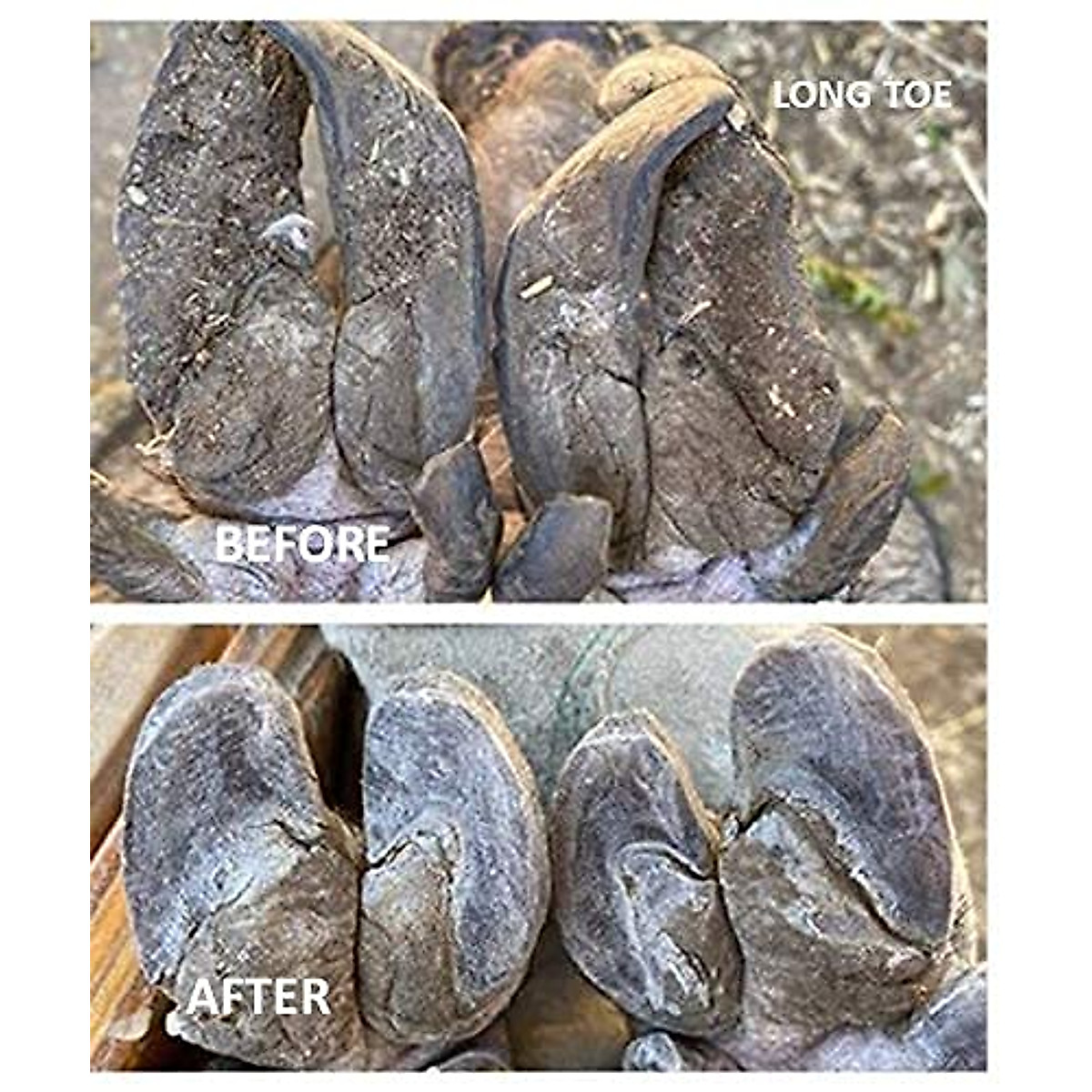 Complete Pig Hoof Trimmer Set – Electric Plug in - 110 Volt - Accessories Included