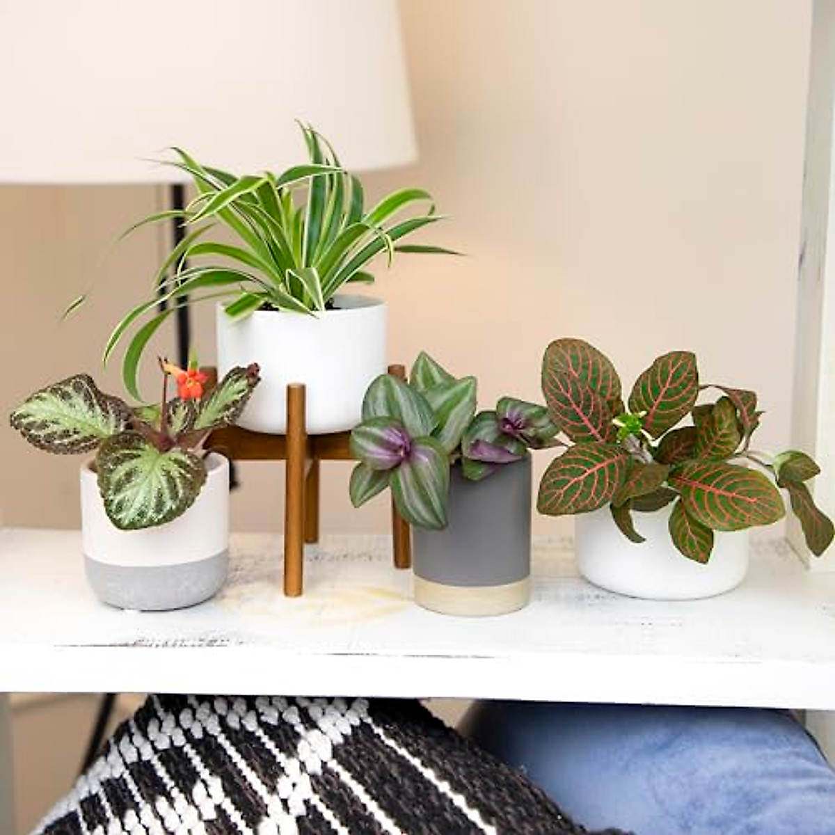 Altman Plants Live Houseplants (6PK), Indoor Plants for Delivery Prime, Live Plants and Gardening Gifts for Plant Lovers, Planters for Indoor Plants with Potting Soil, Live House Plants Indoors Live