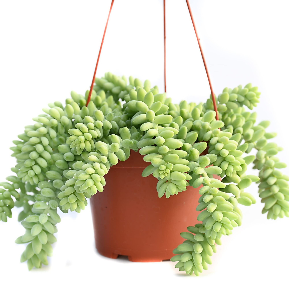 Live Hanging Succulent Plants – Vining Succulent Collection- Fully Rooted Large 6-Inch Hanging Succulent (String of Pearls) (Hanging Burro's Tail)