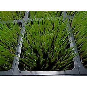 Whole Barley Seeds for Barley Grass Microgreen, Juice Sprouting Seeds 2 Oz Resealable Stand up Pouch Used for Malt for Beer Brewing Malting