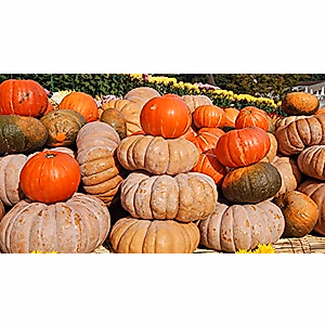 MIXED SEEDS! 50+ Pumpkin and Winter Squash MIX Seeds NON-GMO 25 Varieties Delicious Grown in USA. Rare, Super Profilic and Delicious HARLEY SEEDS