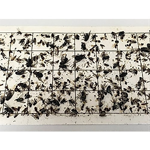 5"x17" 24 Pack, Fly Light, Insect Light Trap Replacement Glue Boards with 1" Grid