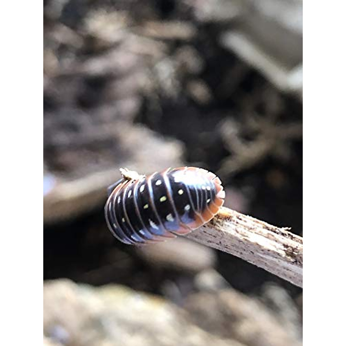 Bugzy Bugs Clown Isopods 10 Count Armadiliidium Klugii Montenegro Roly Poly Insects Cleanup Crew for Terrarium Reptile Pet Food (10 Count)