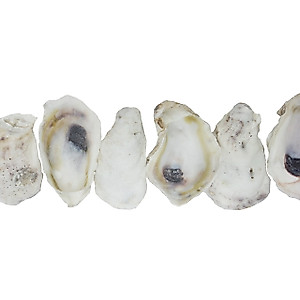 U.S. Shell, Oyster Shells, 4 to 5 inches, 3.75"-5", 20 Count