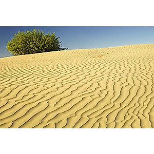 Posterazzi PDDCN11BJY0041 Canada, Saskatchewan, Hills. Sand Dune Ripples and Willow Tree Photo Print, 18 x 24, Multi