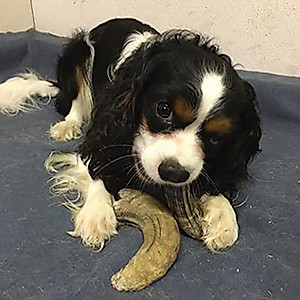 Icelandic+ Plus Small Lamb Horn with Marrow Dog Chew