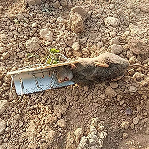 DSQSTMR Mole Traps That Work Gopher Squirrel Spring Best Rat Trap Outdoor Vole for Lawns Easy Reusable Smart Snare Trapping